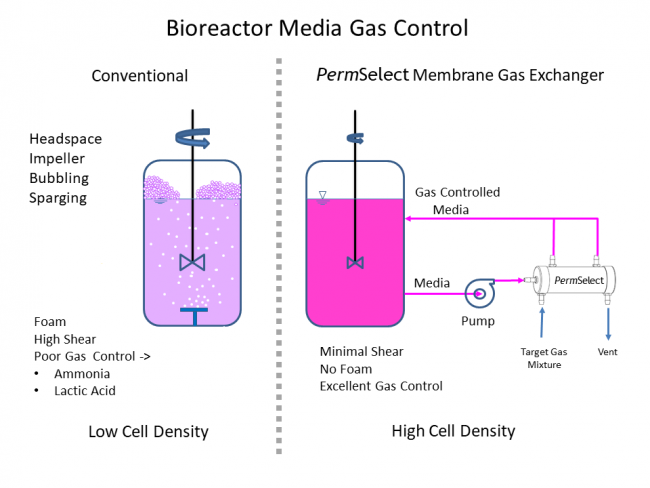 Bubble-Free Sparging & Aeration Control in Bioreactors: Gentle Agitation, Effective Gassing ...